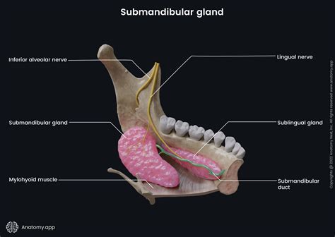 Submandibular Gland Anatomy