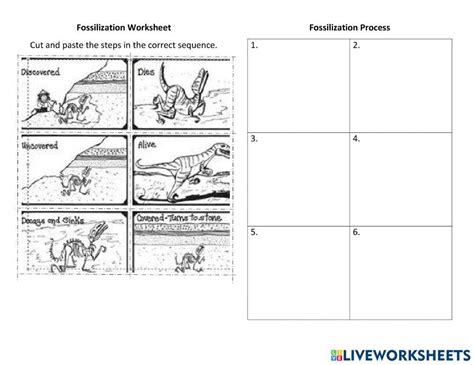 940976 Fossilization Process Miguel Angel Casillas