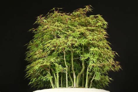 Acer Palmatum Yukihime