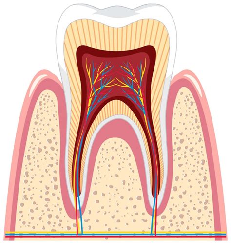 Pulpotomy Pulpotomy Vs Pulpectomy 🦷 Read Our New Blog Post To Learn