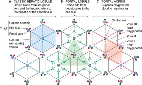 Hepatic Physiology Clinical Tree