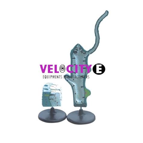 Hydra Anatomy Model Manufacturers India Brazil Mexico Colombia Argentina Exporters Peru