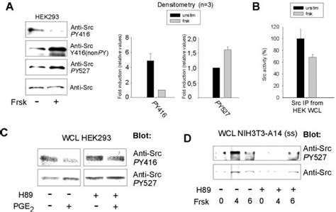 Cyclic Amp Mediated Activation Of Pka Inhibits Src Kinase Activity In