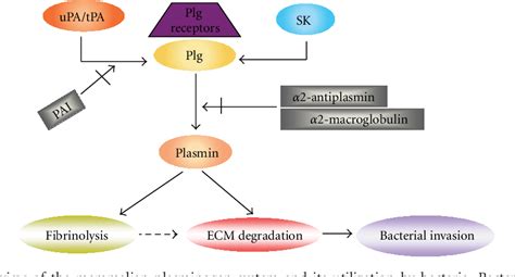 Figure 1 From Bacterial Plasminogen Receptors Utilize Host Plasminogen
