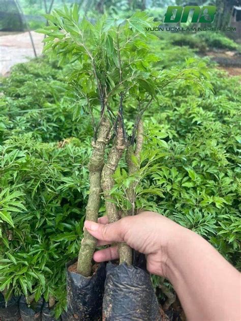 Cây Đinh Lăng Cây Giống Đông Nam Bộ