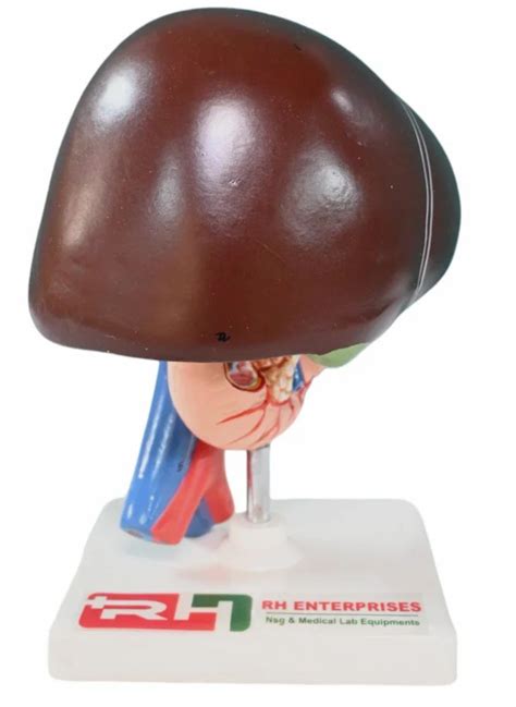 Human Anatomical Models Female Urogenital System Models Manufacturer From Jaipur