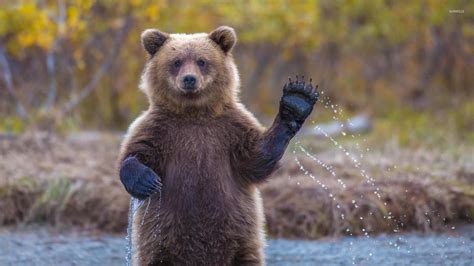 Bear Cub Wallpaper Animal Wallpapers 33905