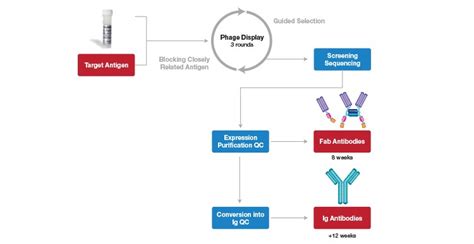 Trends In Antibody Generation Hucal® Technology Bioradiations