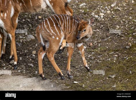 The Nyala Tragelaphus Angasii Is A Spiral Horned Antelope Native To