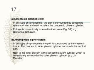 Stelar System Stele Its Types And Evolutionedited Pptx