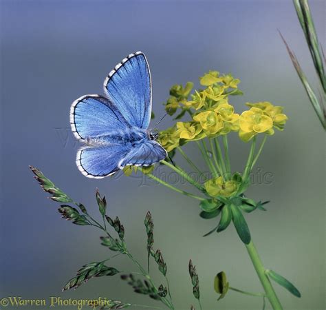 Adonis Blue Butterfly Photo Wp05422