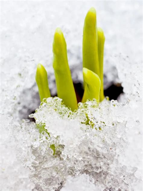 Does Dill Need Cold Stratification At Asha Vang Blog