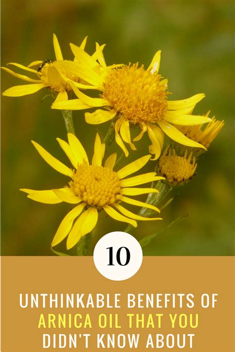 Arnica Benefits 10 Unthinking Uses Of Arnica Oil That You Didnt Know