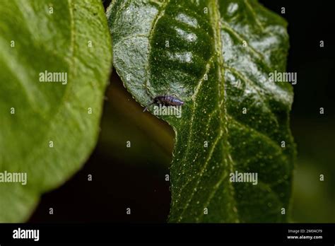 Small Elongate Springtail Arthropod Of The Order Entomobryomorpha Stock