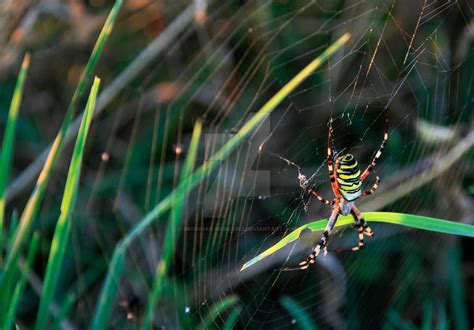 Wight Spider By Grishnak Mcmlxxix On Deviantart