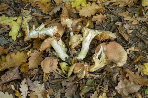 Hydnum Melleopallidum Stock Image Image Of Produce 346697925