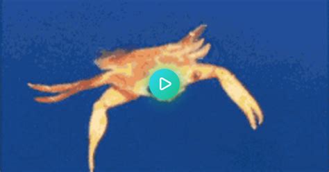 Crabs Are Evolving To Take Over Album On Imgur