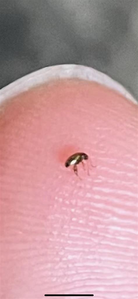 What Is This Bug R Whatisthis