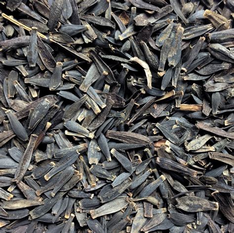 Dahlia Seeds Figaro Violet Shades Shaw Green Dahlias
