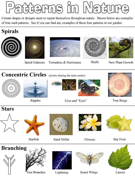 Examples Of Patterns In Nature With Explanation At Mina Clemmer Blog