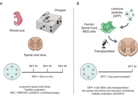 Long Term Mouse Spinal Cord Organotypic Slice Culture As A Platform For