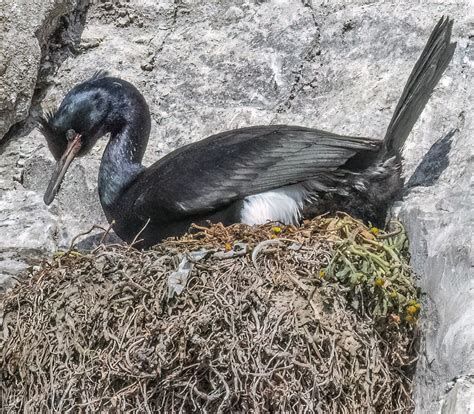 Daily Bucket Friday Sequence Cormorants Nesting At Yaquina Head