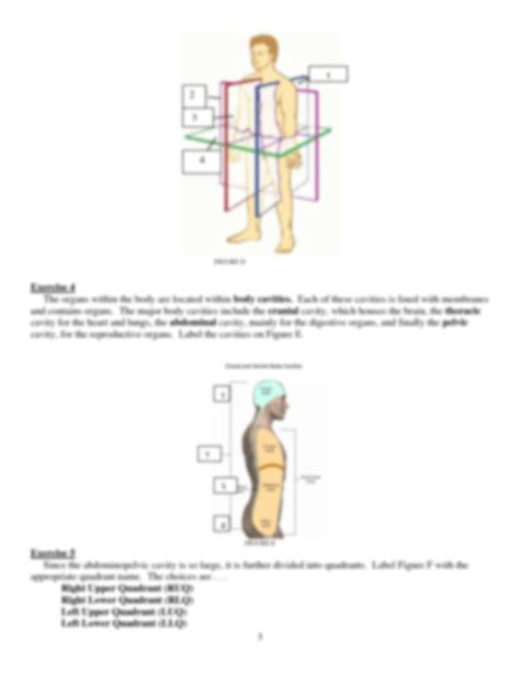 Solution Anatomical Terminology Directional Terms Studypool