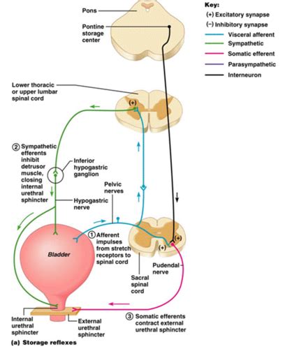 Voiding And Urination Flashcards Quizlet