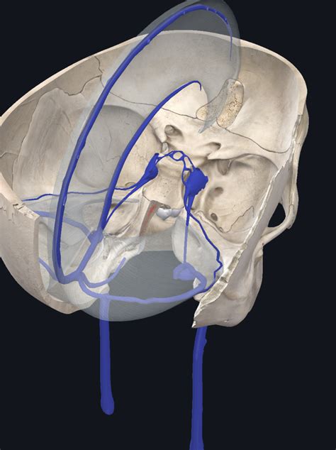 Dural Sinuses Diagram Quizlet