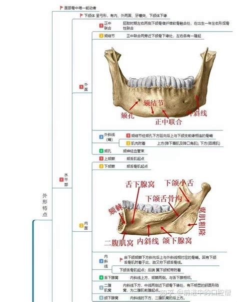 口腔解剖生理学图谱 知乎