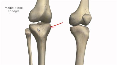 Right Knee Joint