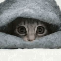 Nervous Hiding Looking Around Scared Cat 
