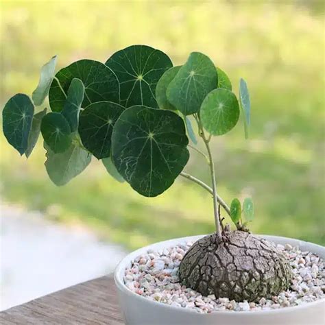 Stephania Erecta Care Guide