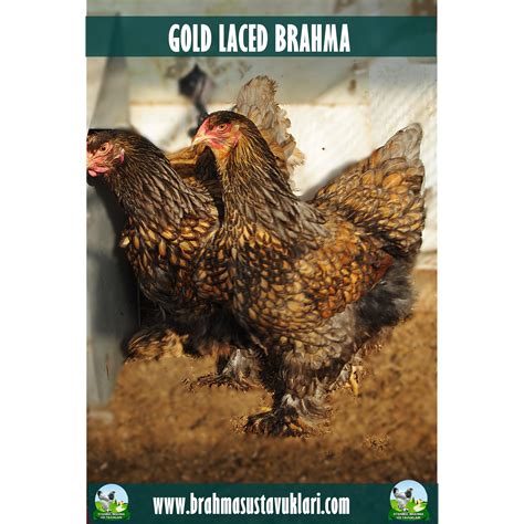Gold Laced Brahma KuluÇkalik Yumurta İstanbul Süs Tavukları Brahma