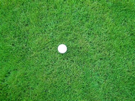 Festuca Rubra Gondolin Sd By Dalmau