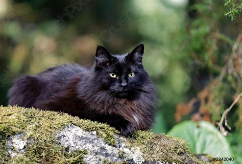 Norwegian Forest Cat Kitten Black