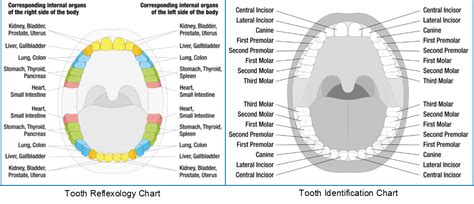 Whole Body Thermometry And Dental Health Integrative Medical Specialists