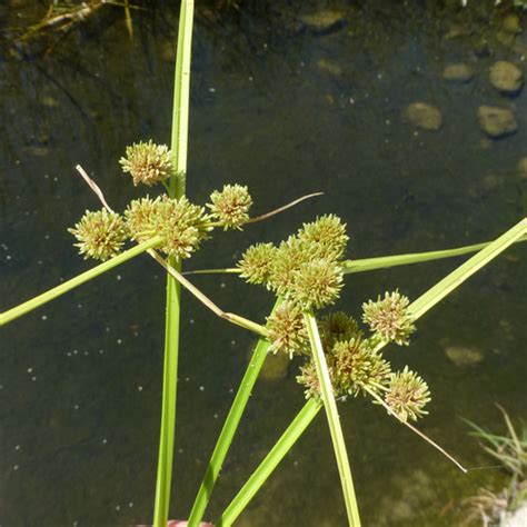 Aquatic Plants Flashcards Quizlet