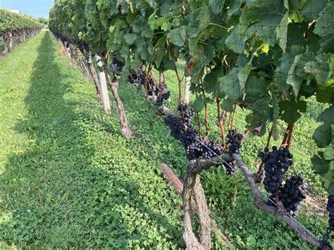 Mccullough Vineyard Pre Harvest The Owner Who Manages The Vineyard