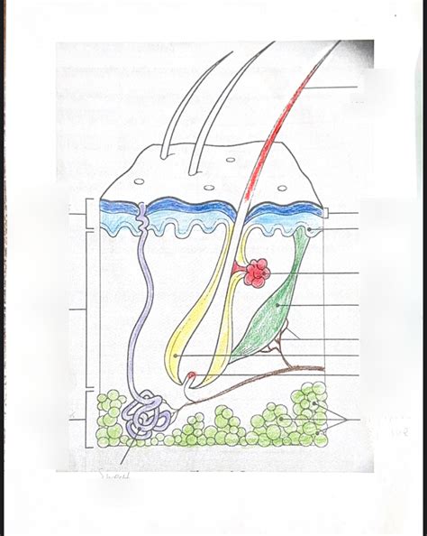 Lab Skin Diagram Quizlet