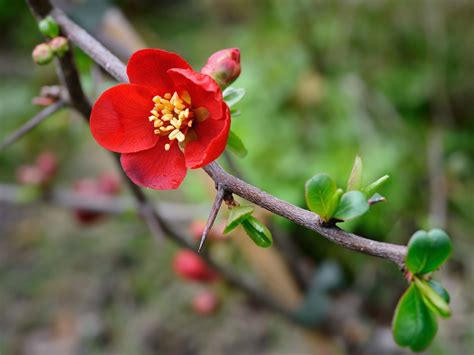 Flowering Quince Fruit