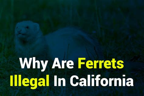 Why Ferrets Are Illegal In California Reason Explained Verisona Law