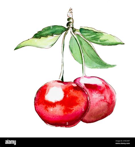 Cherry Hand Drawn Drawing Cut Out Stock Images And Pictures Alamy