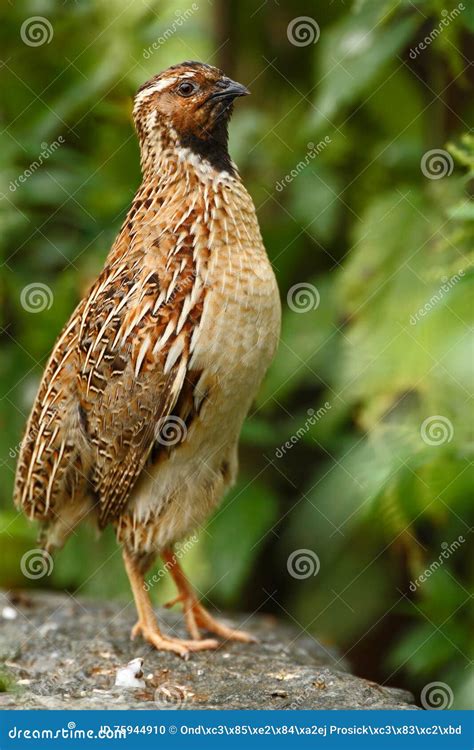 Common Quail Coturnix Coturnix Bird In The Nature Habitat Quail Sitting On The Stone Quail