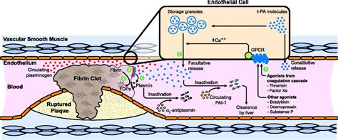 Plasminogen