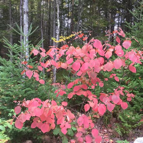 Viburnum Lantanoides Native Gardens Of Blue Hill