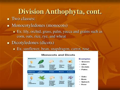Ppt Chapter 30 Plant Diversity Ii Evolution Of Seed Plants