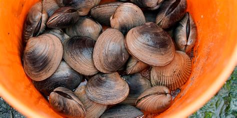 Northwesterners Warned Of Shellfish Toxin That Can Paralyze And Kill You