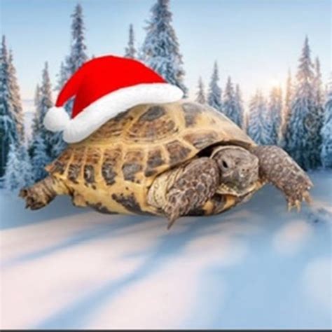 The Random Turtle Youtube