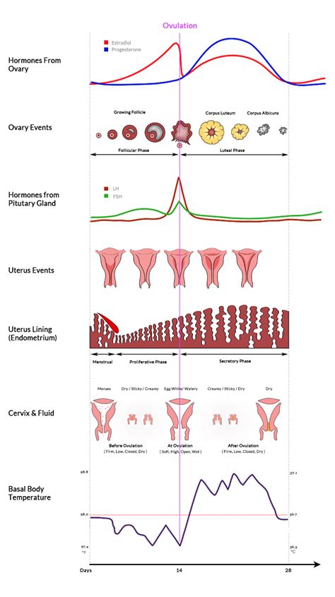 What Happens In Your Body During Ovulation